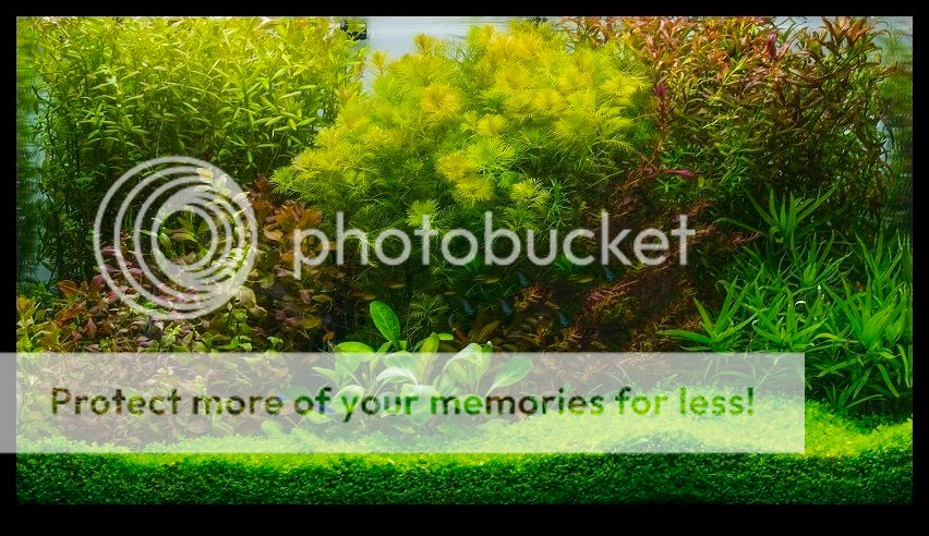 Planted Tank Gallery | UK Aquatic Plant Society