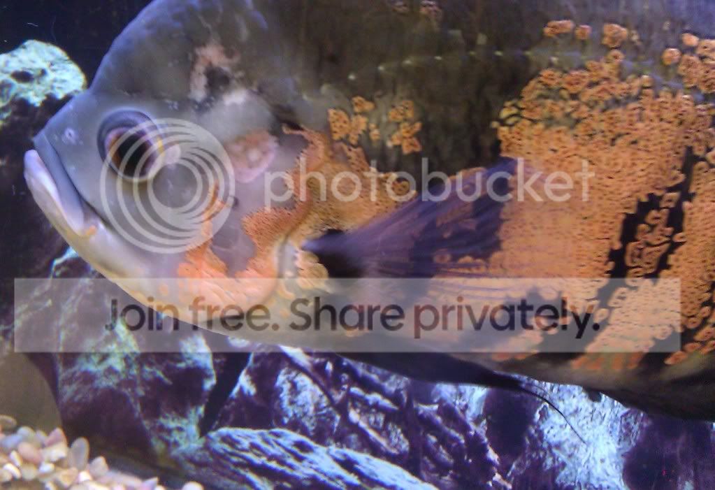 White spots on Oscar's head | MonsterFishKeepers.com